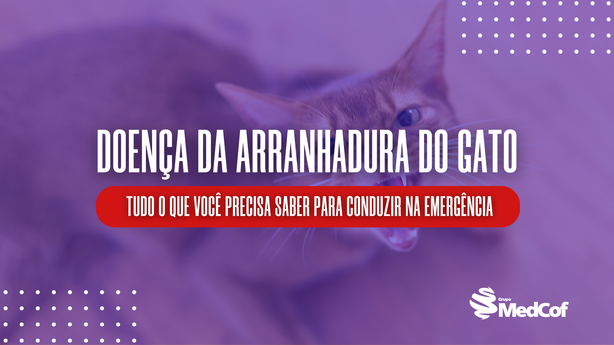 Doença Que Deixá O Gato Descadeirado - RETOEDU